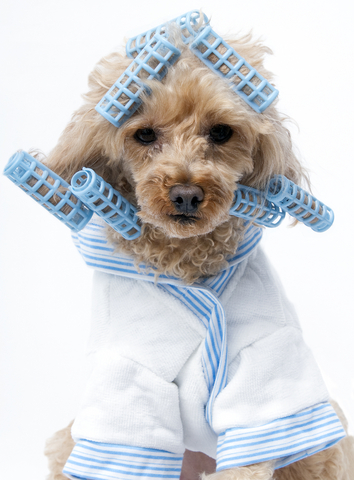 ZAGUATES Y MISINGOS: CURSO PELUQUERIA CANINA