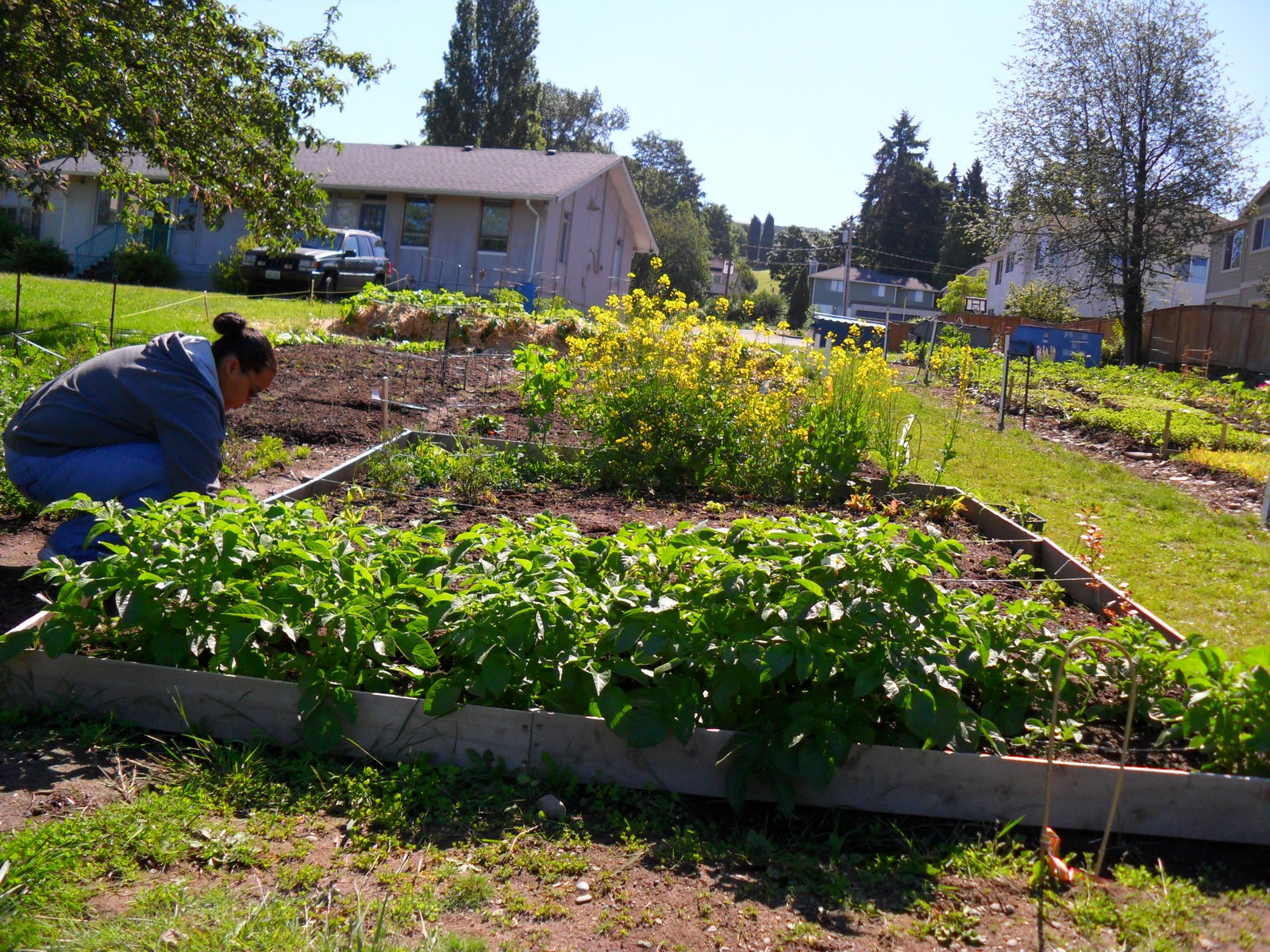 My journey with 3 Wise men: Pea patch in bloom