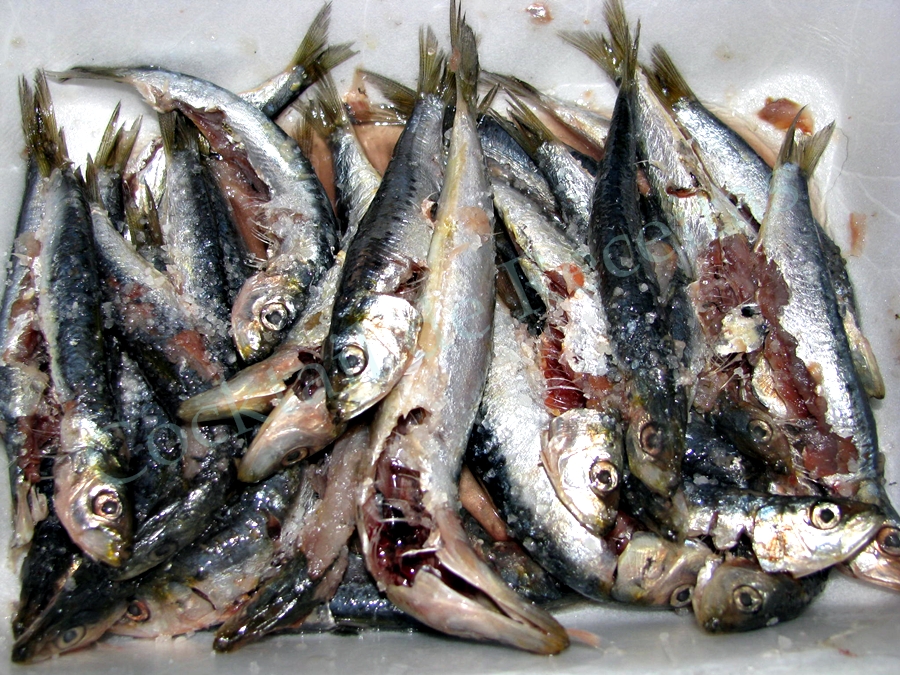 Cocktail de Receitas: Petinga Frita