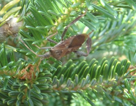 Fraser Fir IPM: Some June Pests