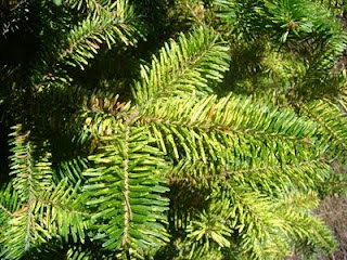Fraser Fir IPM: Cryptomeria Scale Found in Ashe County