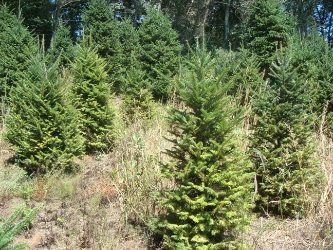 Fraser Fir IPM: Cryptomeria Scale Found in Ashe County