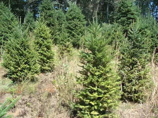 Fraser Fir IPM: Cryptomeria Scale Found in Ashe County