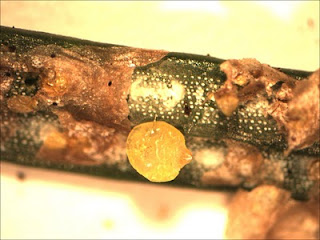 Fraser Fir IPM: Cryptomeria Scale Found in Ashe County