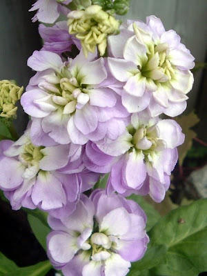 Toronto gardening all year round: Matthiola incana 'Midget Lavender'