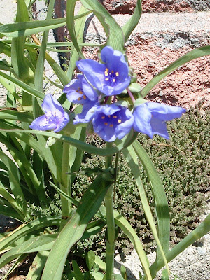 Toronto gardening all year round: Toronto native plants starting with T ...