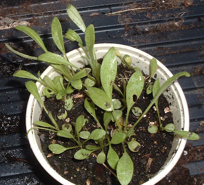 Toronto gardening all year round: Coreopsis lanceolata seedlings