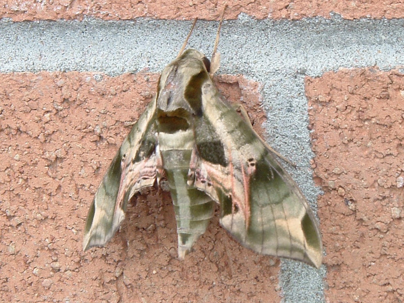 Toronto gardening all year round: Beautiful Eumorpha pandorus: another ...