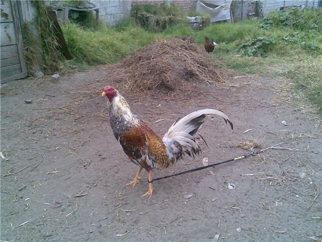 Criadero m3: gallo grillo peruano