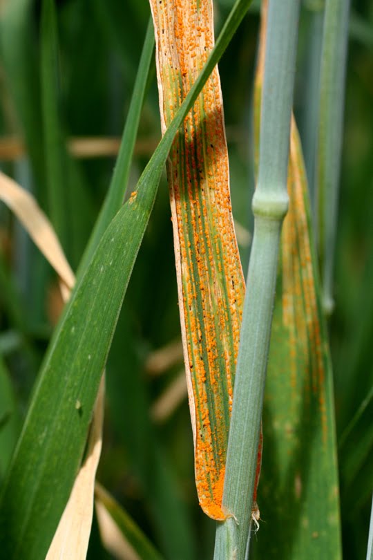 University of Agriculture, Faisalabad: Stripe Rust (Yellow Rust)