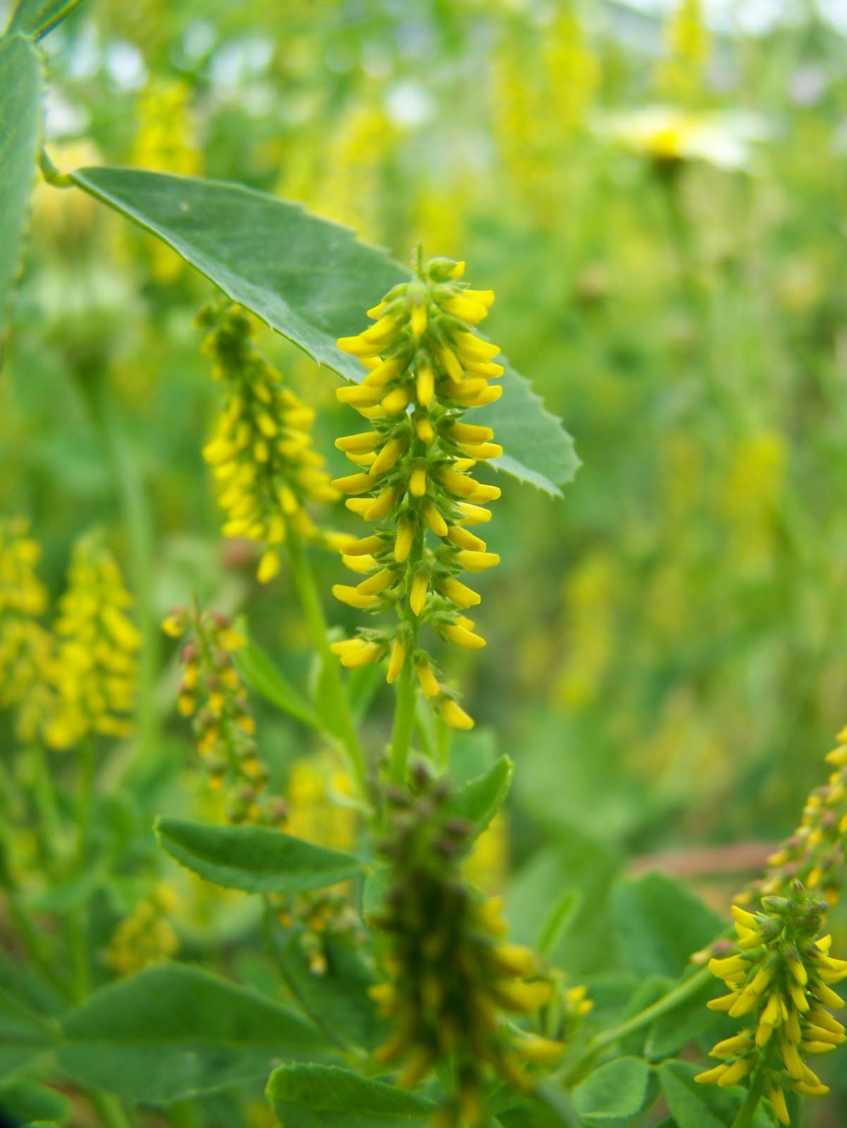 Flores de Andalucía: Melilotus indicus ( L.) All.