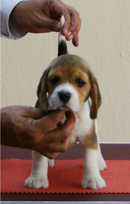 MG BEAGLES