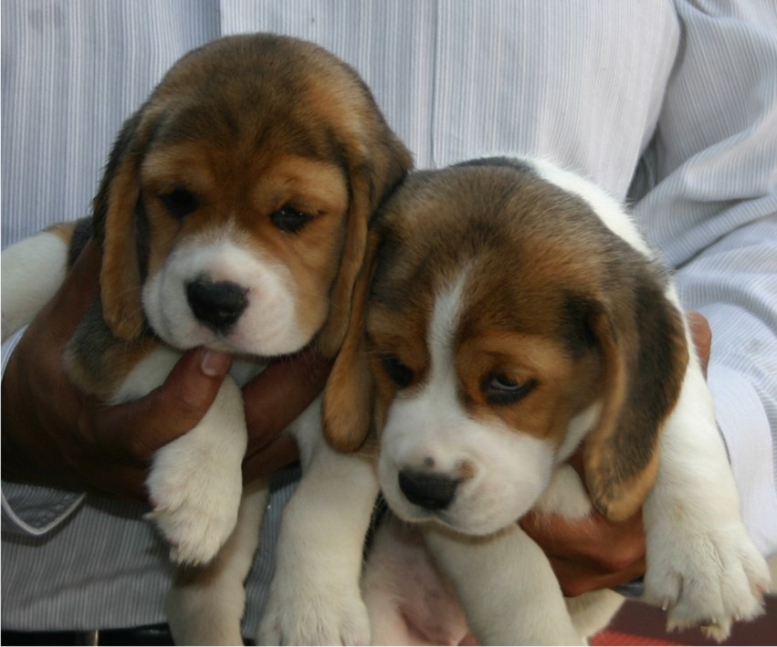 MG BEAGLES