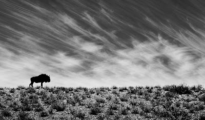 SOLO IMAGENES: Excelente muestra de fotografia monocromatica