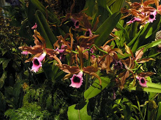 Cattleya Orchid Source: Laelia tenebrosa