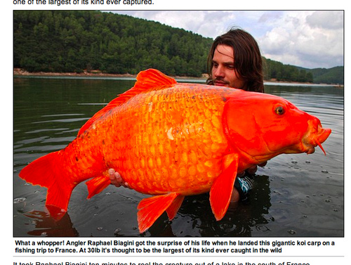 GINGER ALE AND SOMETIMES GOLDFISH