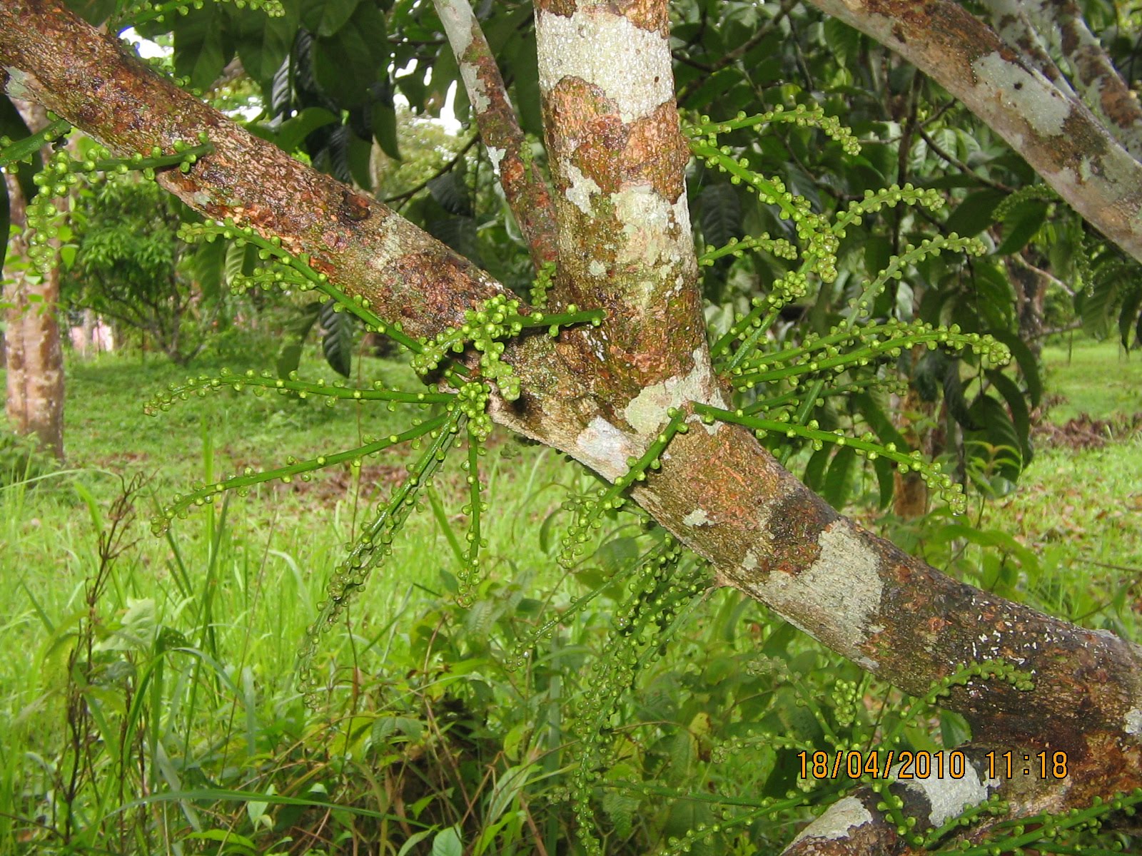 PANGSENAM: Pokok buah berbunga...