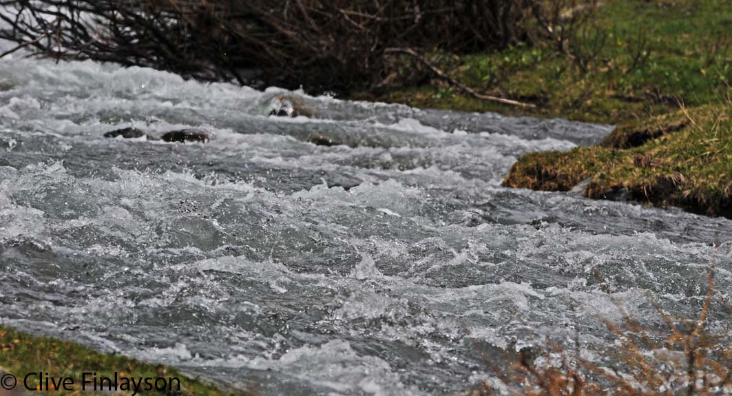 Natur-al-Andalus: Amidst raging torrents