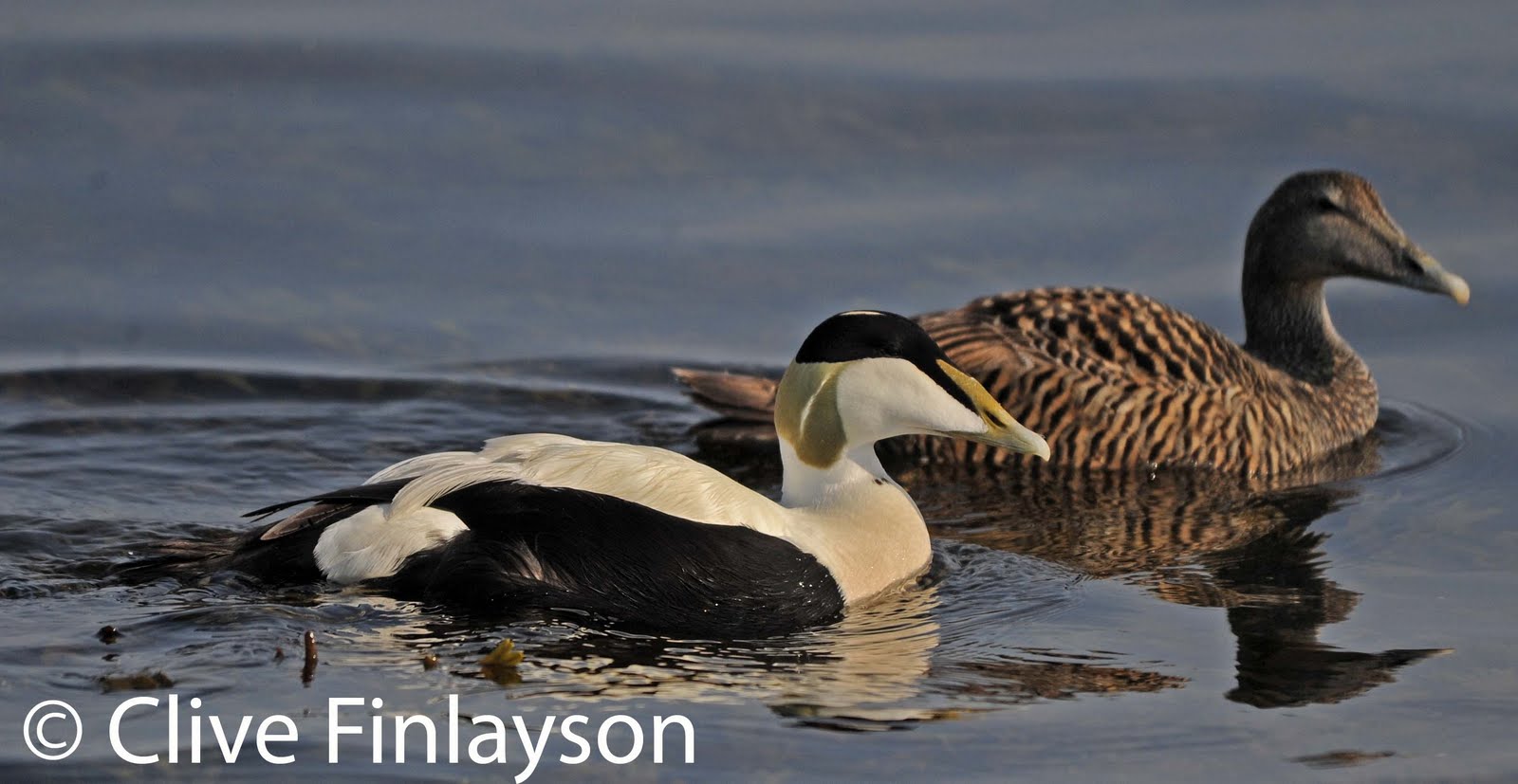 Natur-al-Andalus: Eider Down
