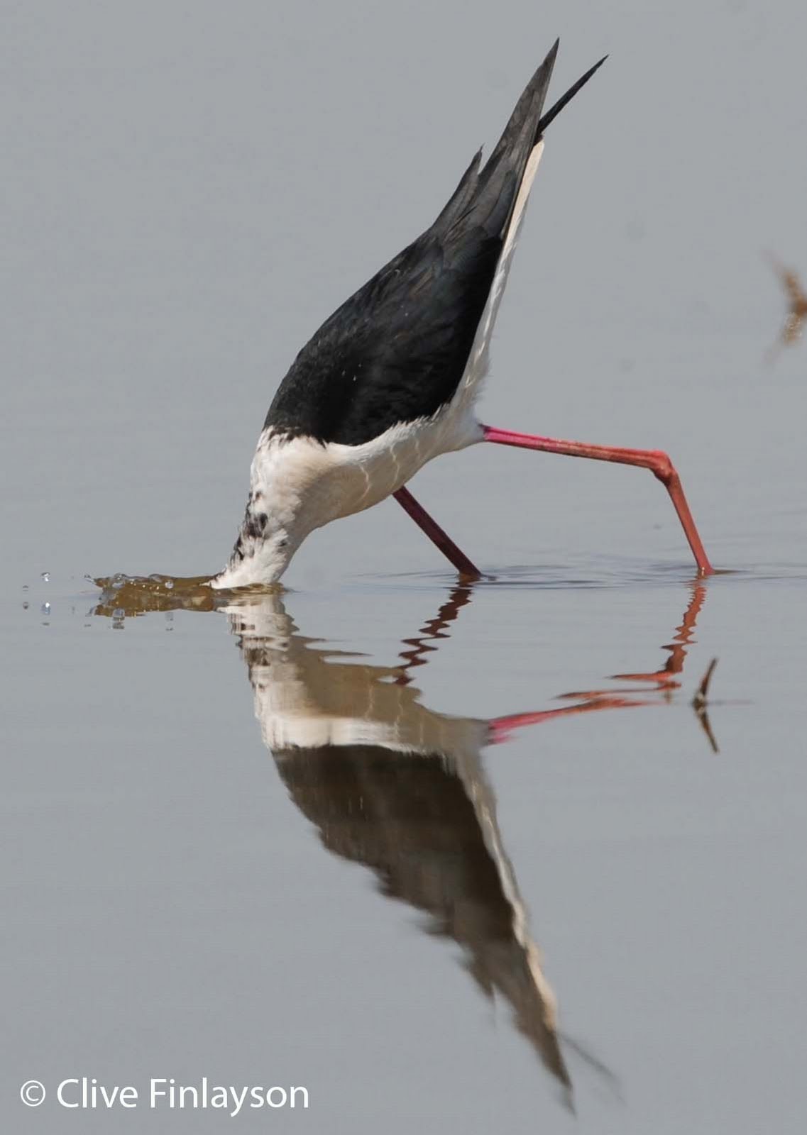 Natur-al-Andalus: Portrait of a Wetland IV