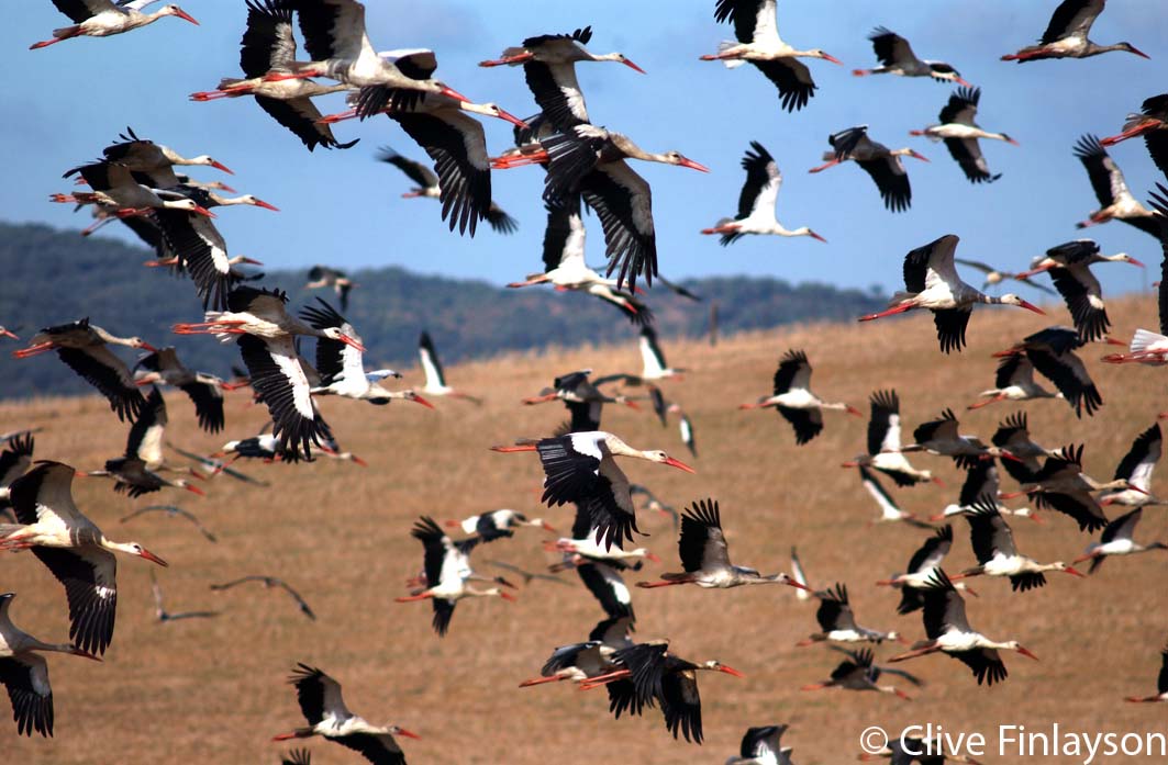 Natur-al-Andalus: Changing behaviour of the White Stork