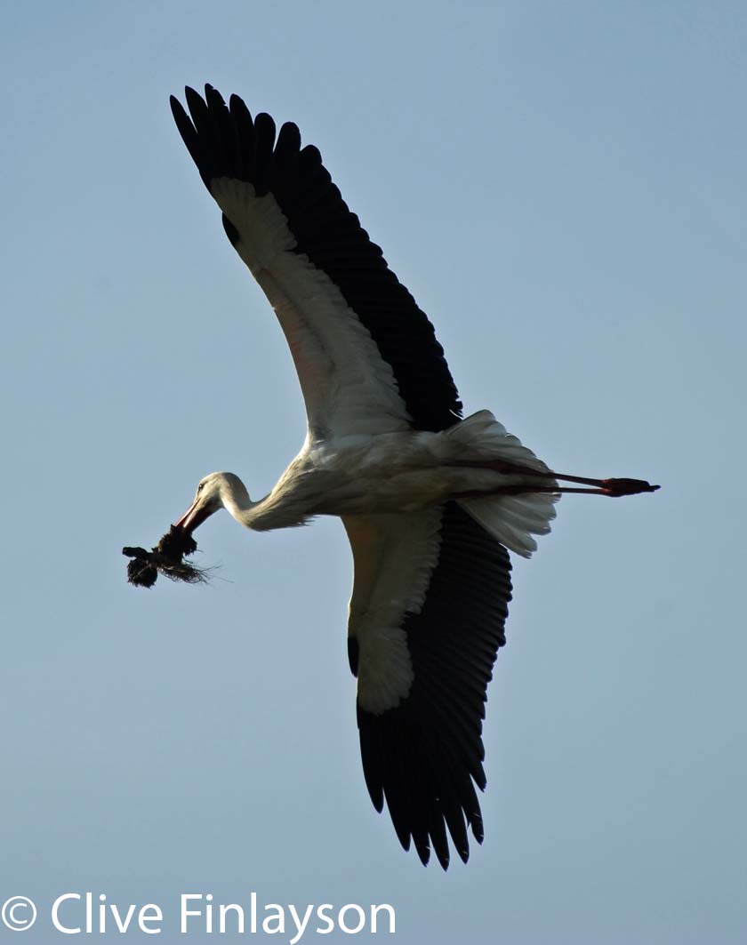 Natur-al-Andalus: Changing behaviour of the White Stork
