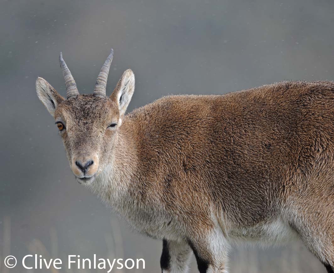 Natur-al-Andalus: In Search of the Ibex
