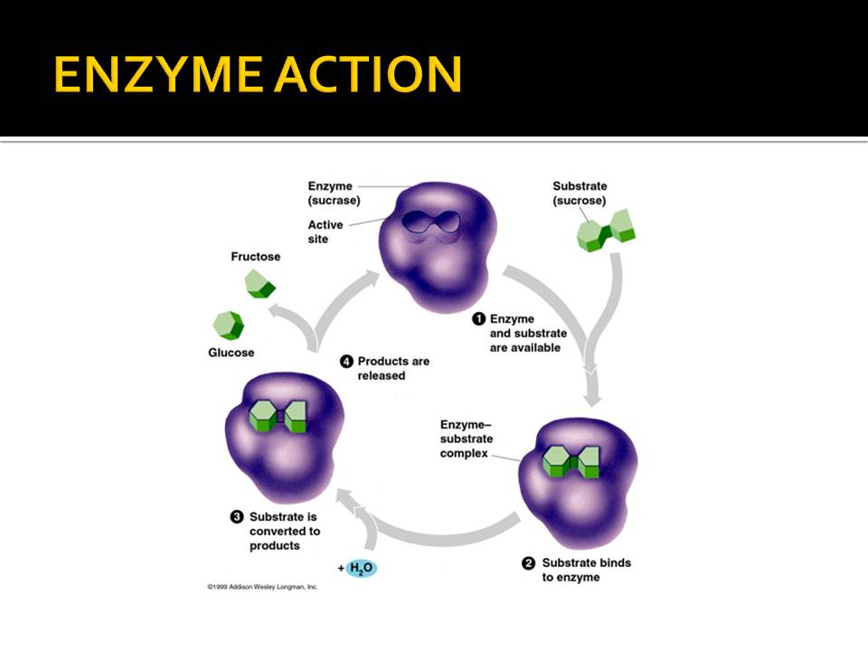 Biology: Chapter 4 : Chemical Composition of Cell