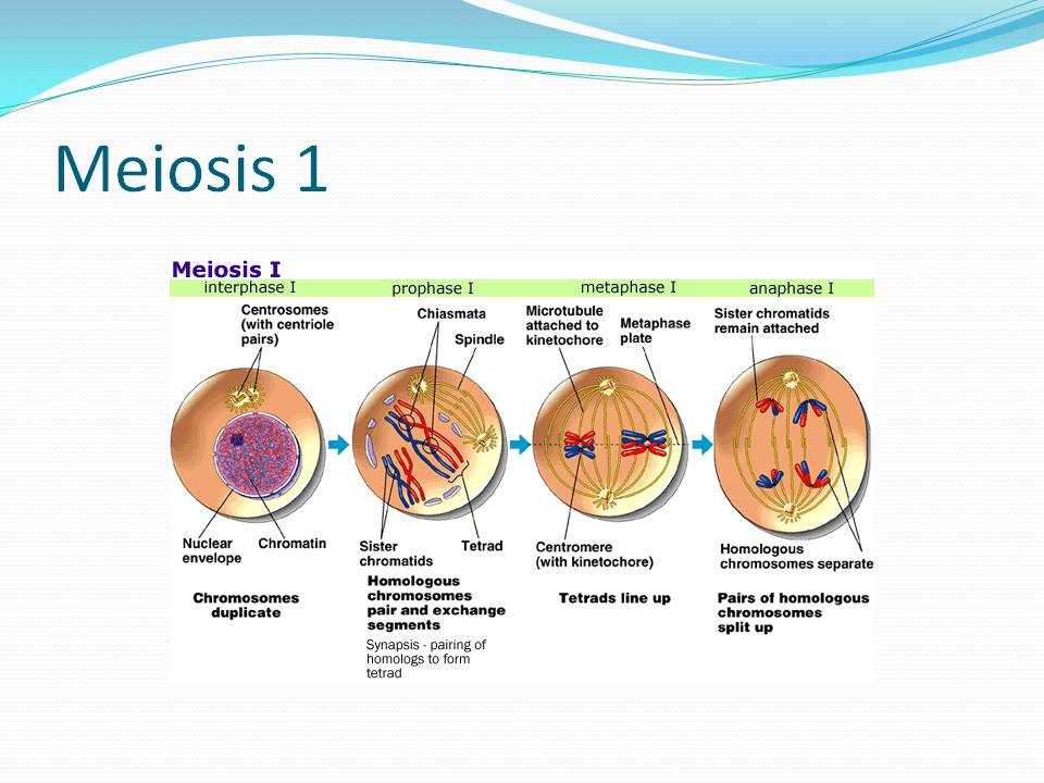 Meiosis Definition Stages Function And Purpose