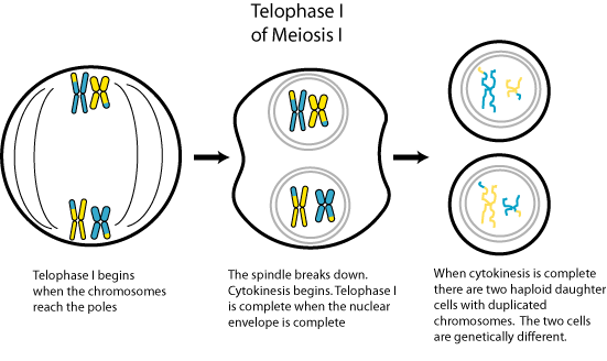 Biology: Chapter 5 Summary - Meiosis