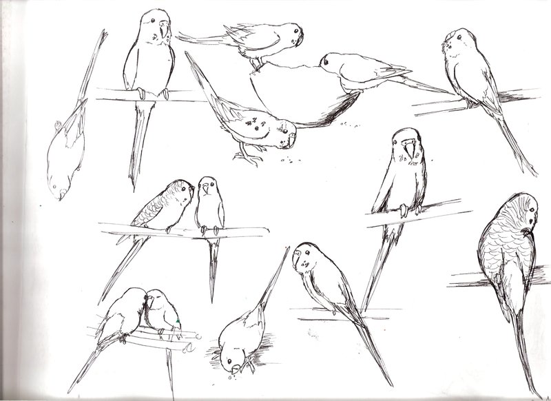 Rashi's Sketchblog: Budgies-life drawing