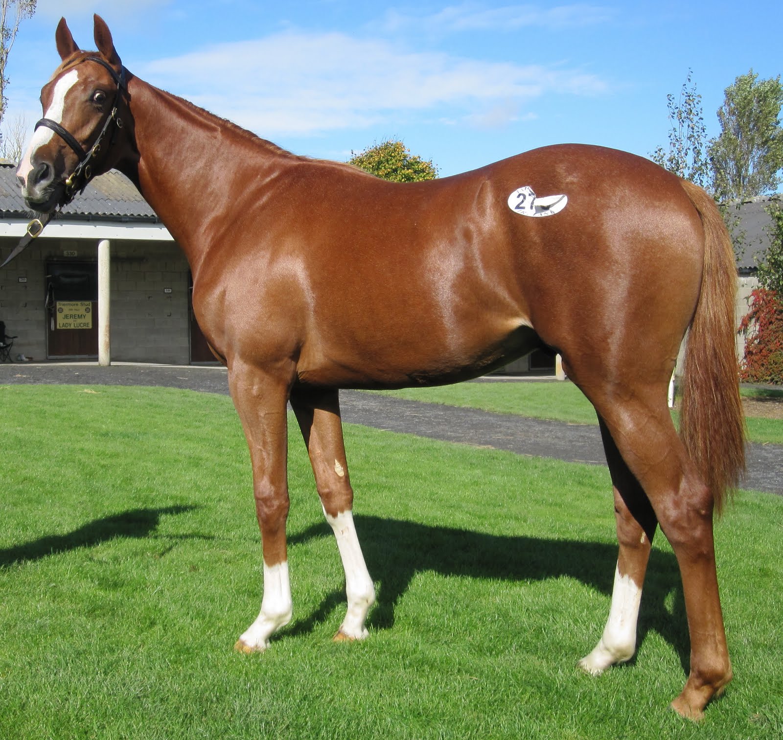 Martul C.B.: La MARTUL se trae 3 potros a España,os cuelgo Fotos y ...