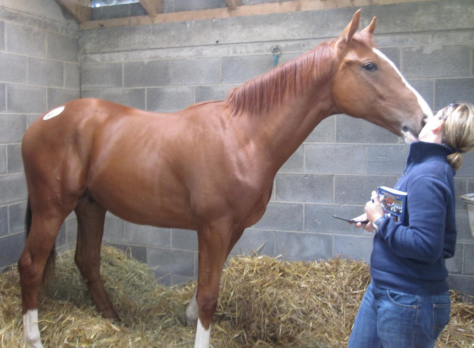 Martul C.B.: La MARTUL se trae 3 potros a España,os cuelgo Fotos y ...