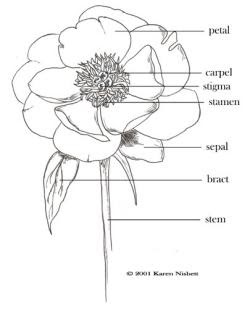 Susan Carpenter's 1st and 2nd Grade Classroom : Dissection of a Peony