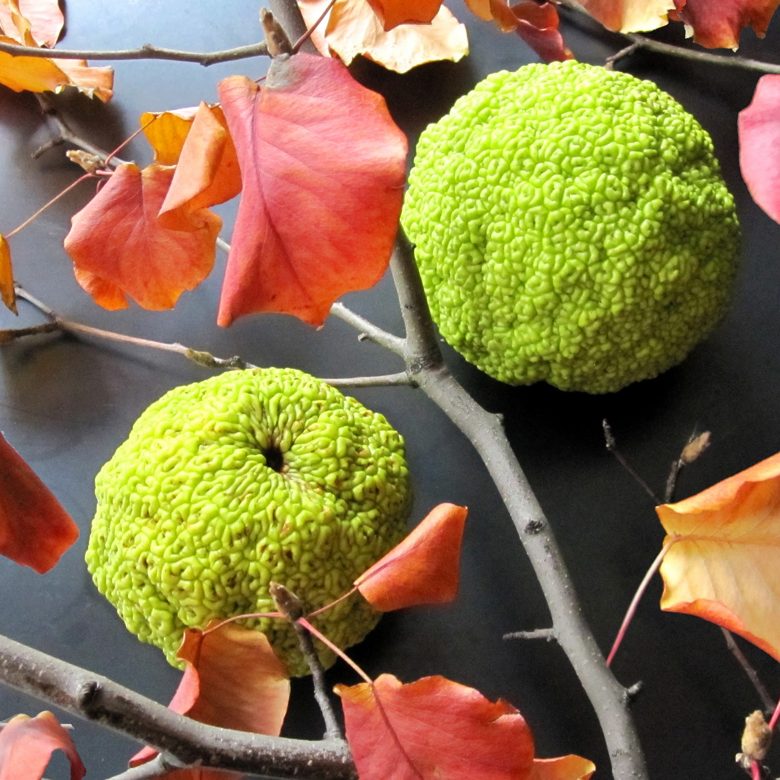 Scarf Boys: "Osage Orange"