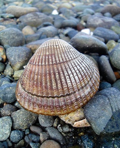 KAKI PANCING: Cockle Culture Way