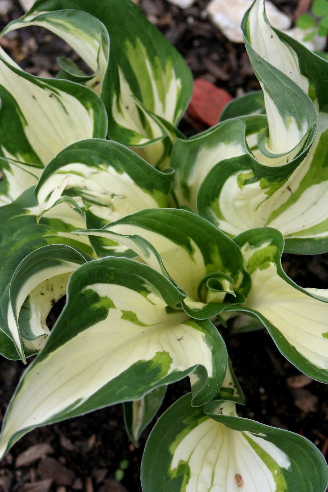 - The Bunnies' Buffet: "What Do You Do With a Drunken Sailor?"