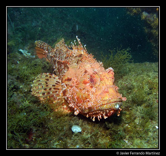 Xavier Ferrando: Archivo de fotos
