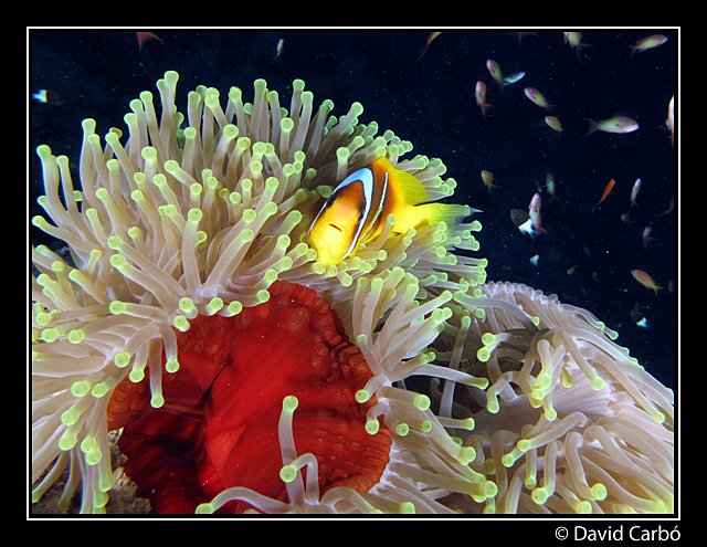 Xavier Ferrando: Archivo de fotos