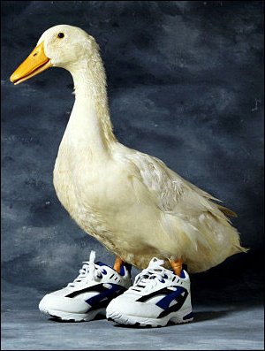 A Casa di Simo: PAPAVERI E PAPERE