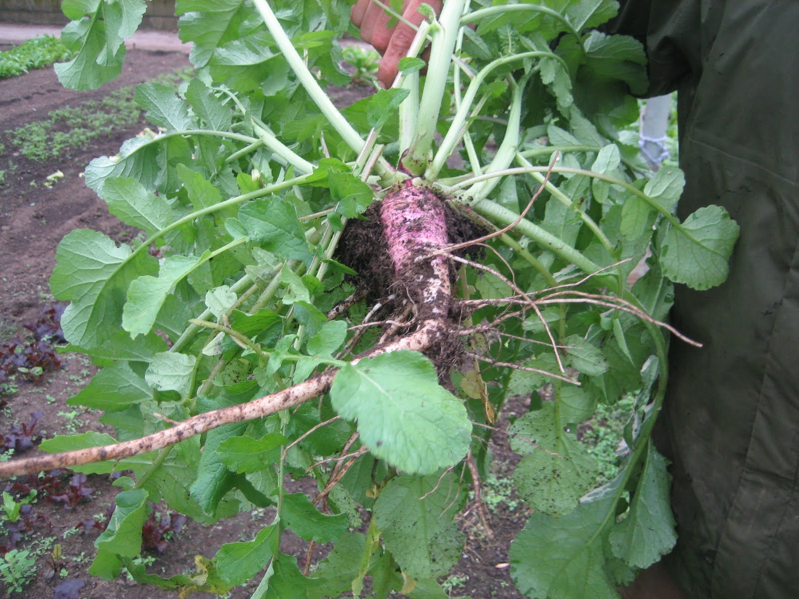 Have You Ever Picked A Carrot?: Swizz Beetz featuring Olga