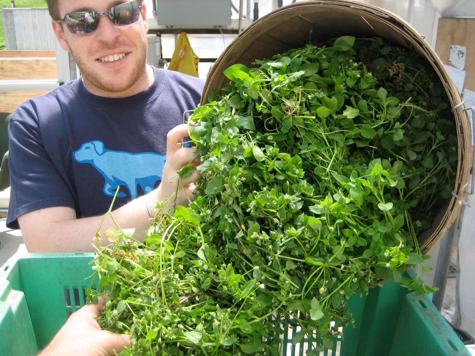 Have You Ever Picked A Carrot?: Lucky Three Leaf Clover