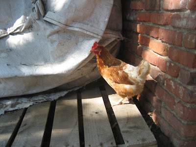 Have You Ever Picked A Carrot?: Raw Eggs...mmm Tastes Like Chicken