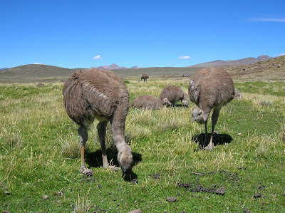 Suri (Rhea pennata) - Perú: Suris en la Granja de Tupala, Umajalso ...