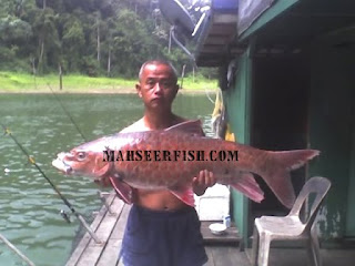 Malaysian River Fish
