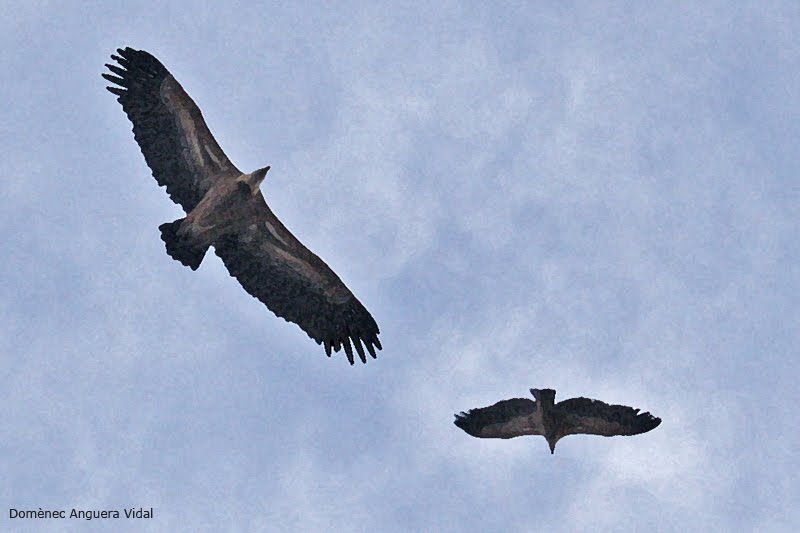 QUADERN DE CAMP: VOLTOR COMÚ (Gyps fulvus)
