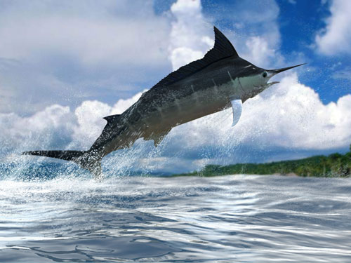 The old man and the sea: MARLIN