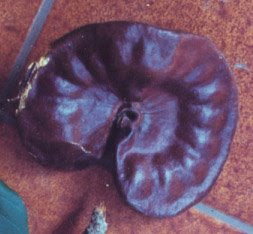 Costa Rica Invest: Guanacaste Tree - The National Tree of Costa Rica