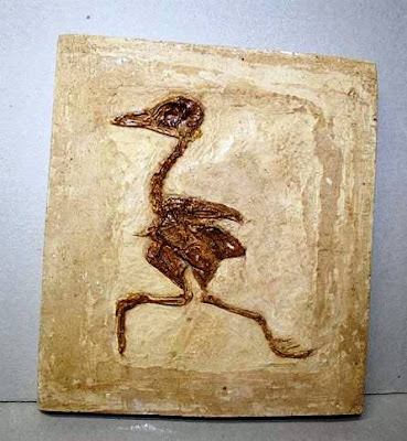 I MIEI CALCHI DI RESTI FOSSILI: UCCELLI