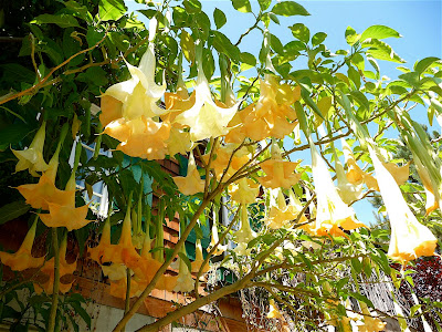 DELINLEE DELOVELY: beautiful drooping yellow trumpet flowers that i ...